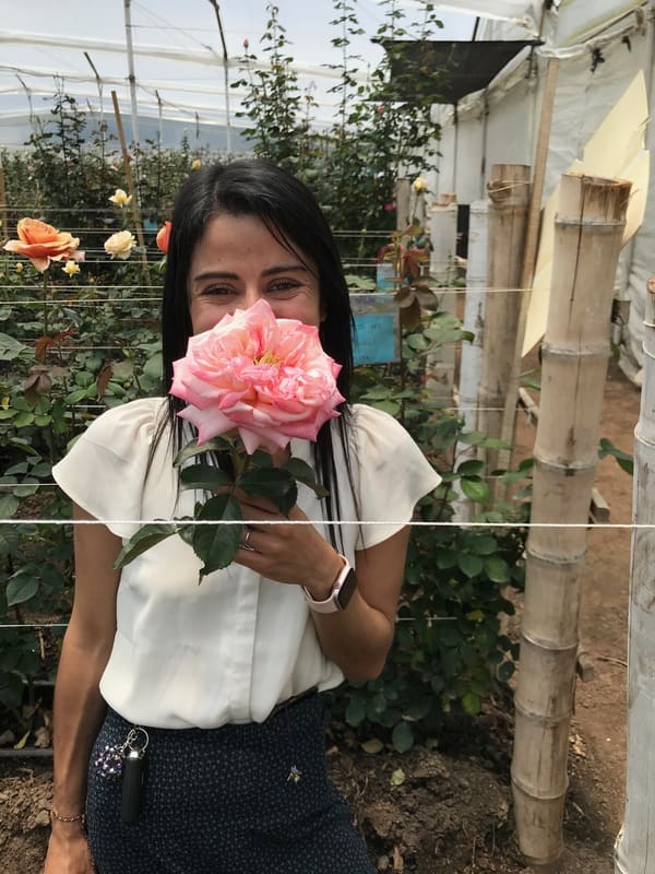 RA® Tea Rose – Latin America – Viking Roses