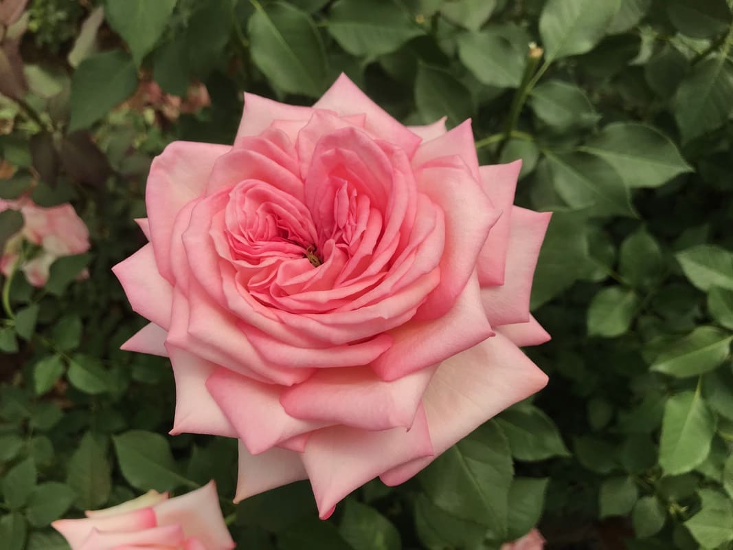 RA® Tea Rose – Latin America – Viking Roses