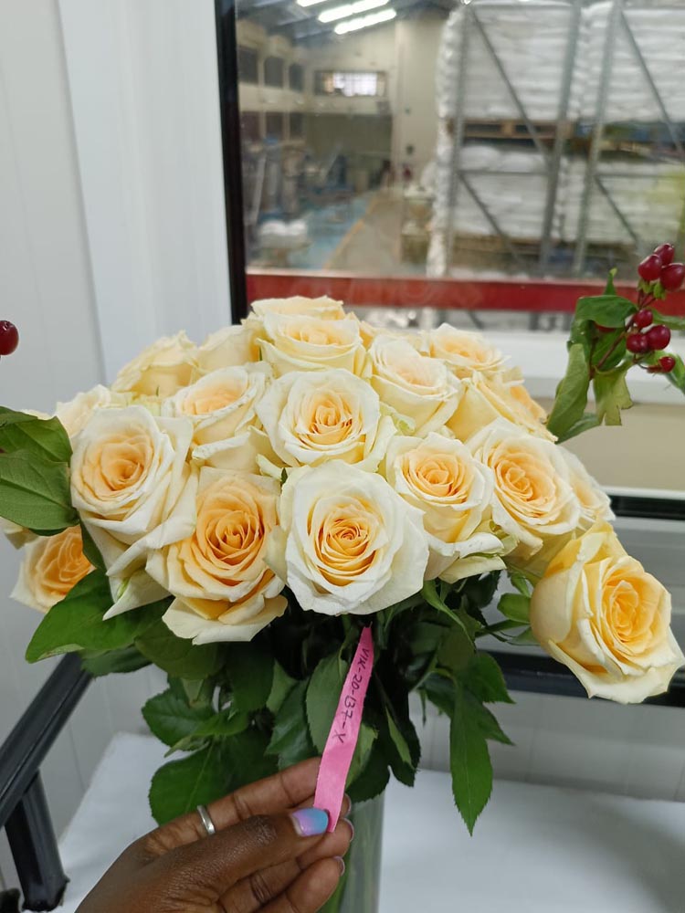 RA® Touch of Yellow – Latin America – Viking Roses
