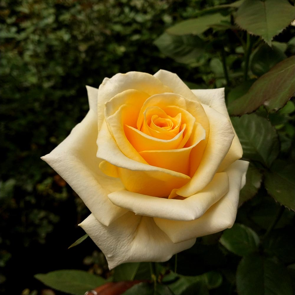 RA® Touch of Yellow – Latin America – Viking Roses